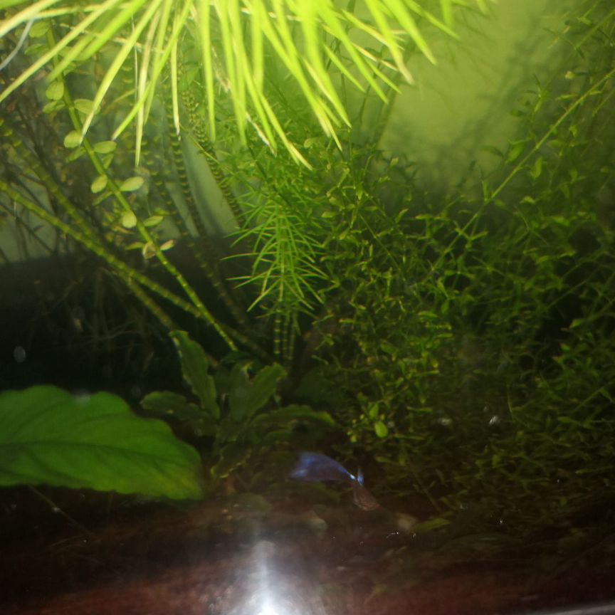 Сортовые растения для аквариума