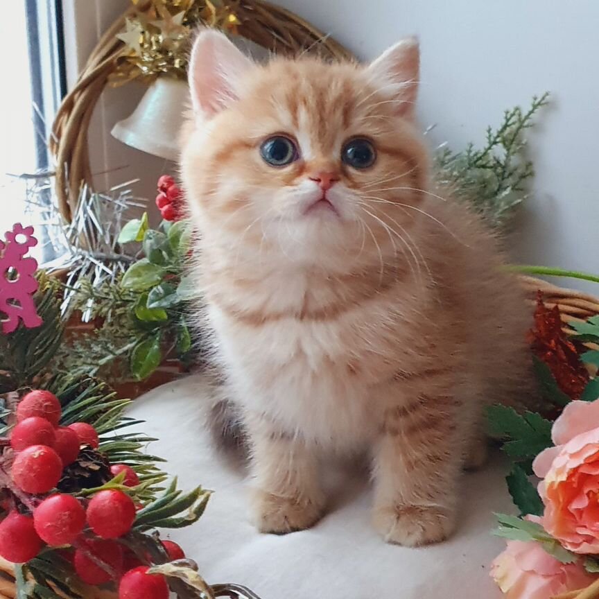 Котята золотая шиншилла(девочка)