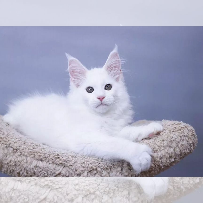 Мейн-кун котёнок