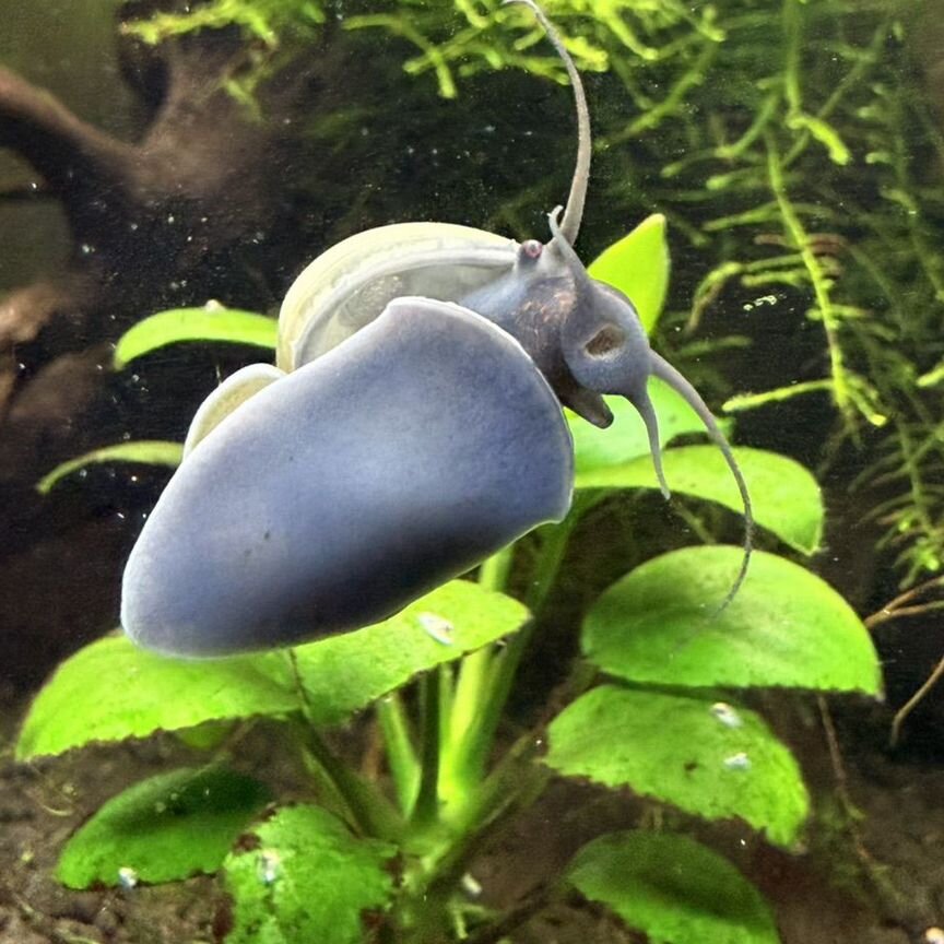 Улитка ампулярия черничная