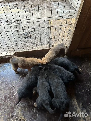 Щенки немецкой овчарки бесплатно