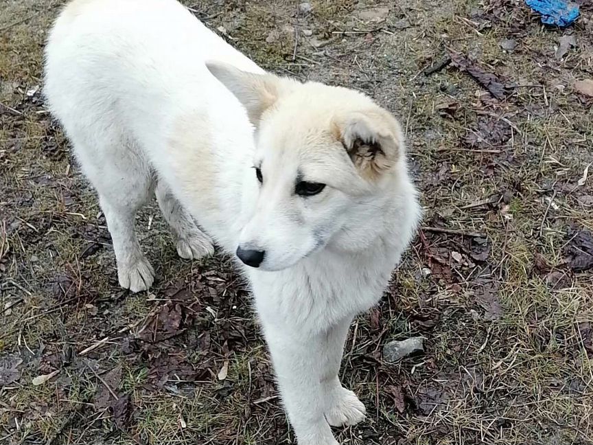 Собаки бесплатно в добрые руки