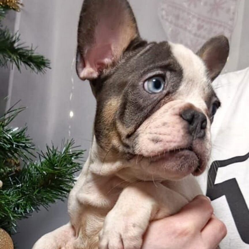 Бульдог с голубыми глазами