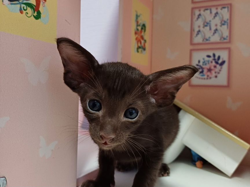 Ориентальные котята