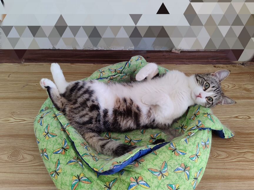 Котик Русский синнабон