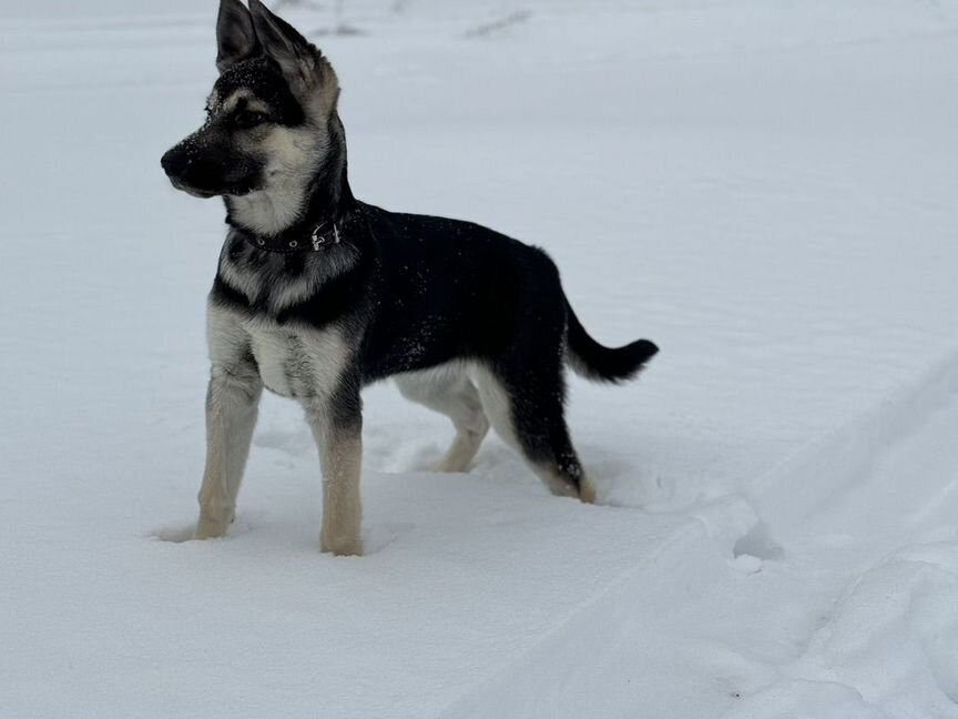 Восточноевропейская овчарка