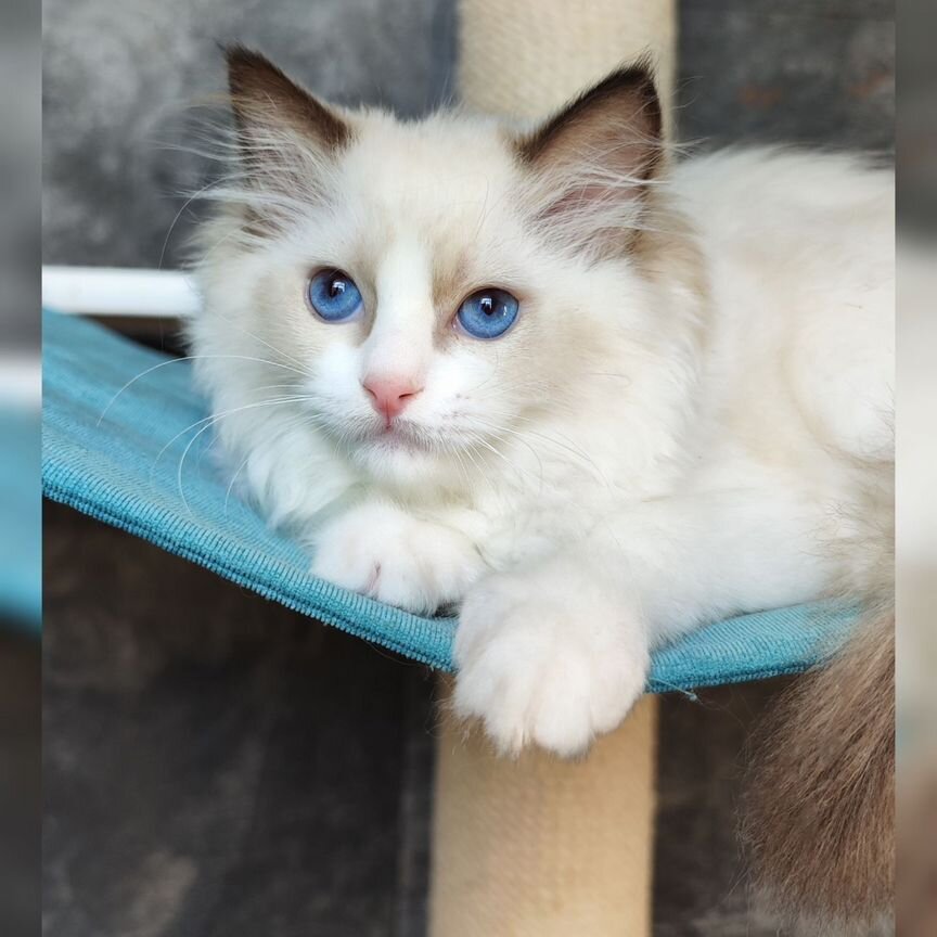 Фенечка, рэгдолл с родословной