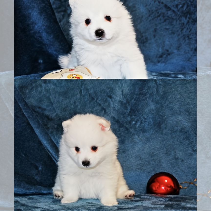 Японский шпиц, щенок