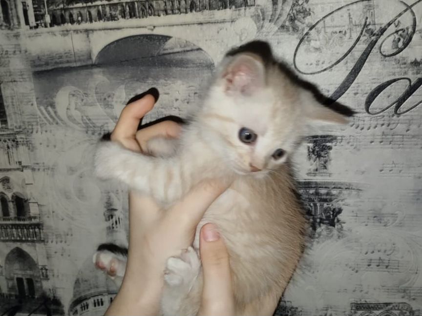 Котенок