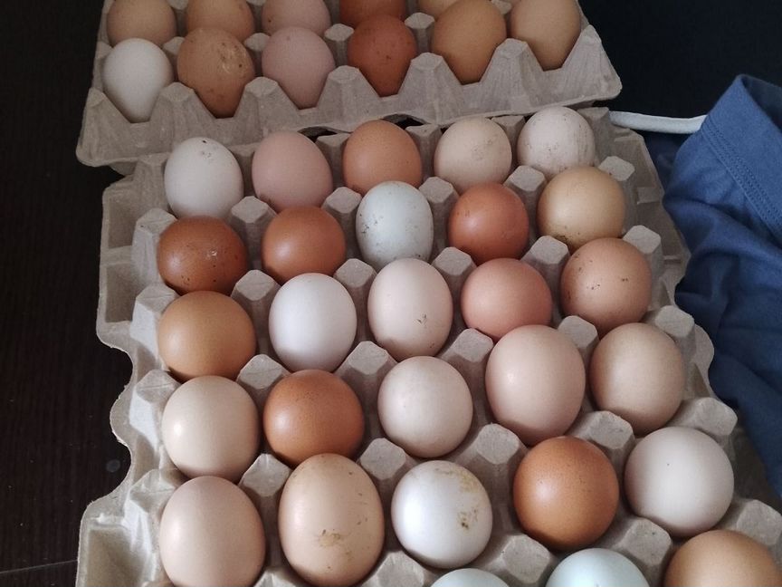 Инкубационное яйцо кур несушек