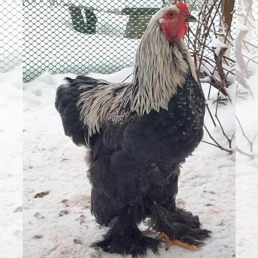 Петух брама