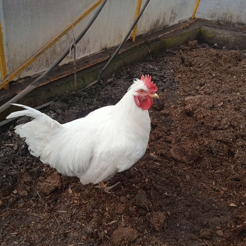 Продам петуха 8-9месяцев