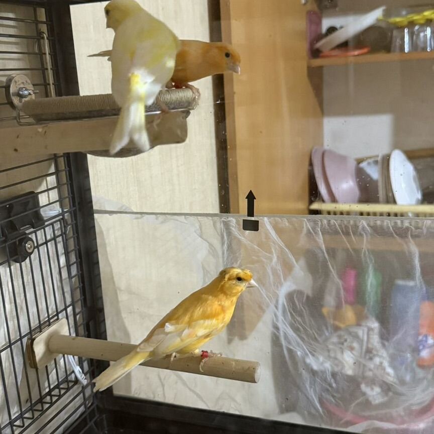 Красный канарейка