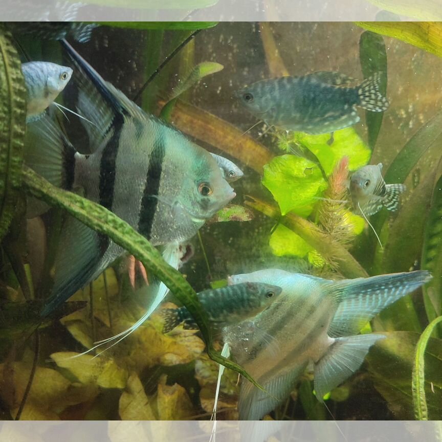 Скалярия голубой ангел