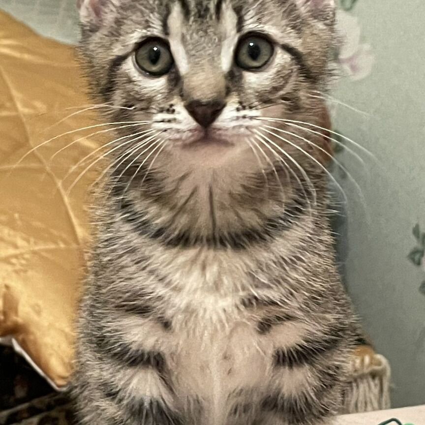 Котенок мальчик полосатый 2,5 мес