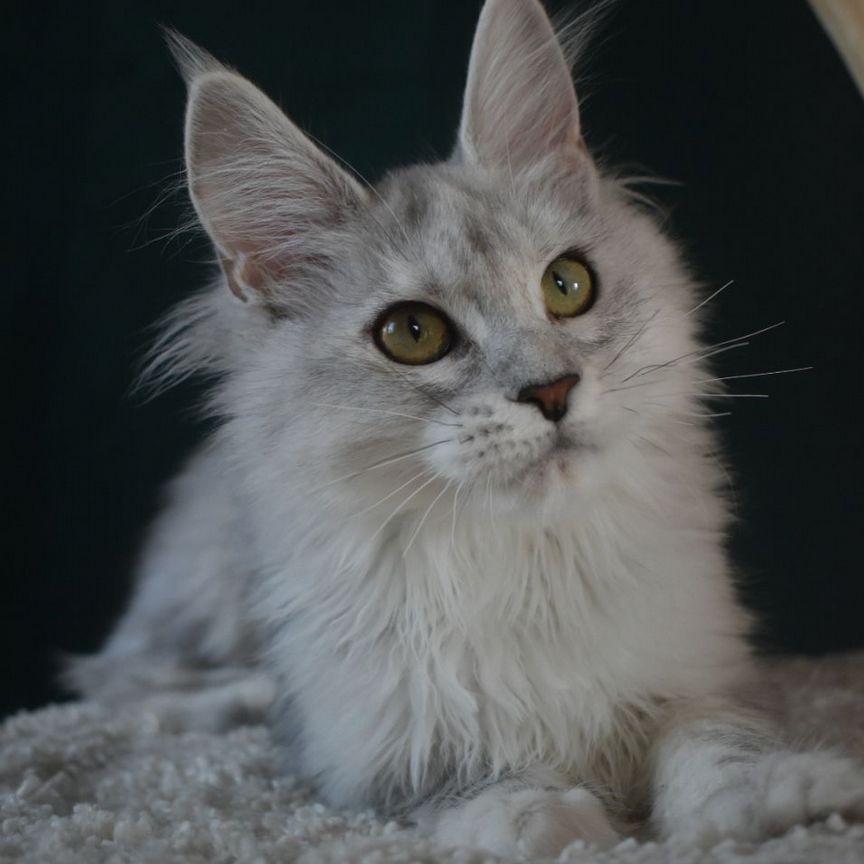 Мейн-кун котёнок