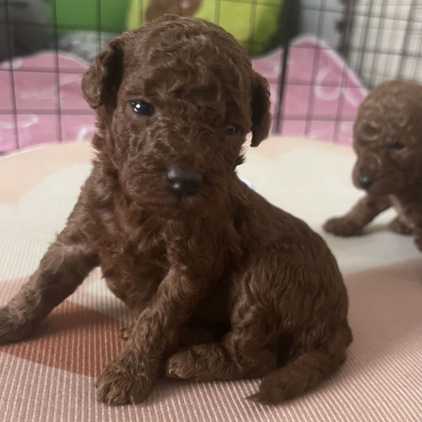 Той-пудель, щенок