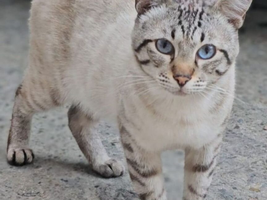 Кошка