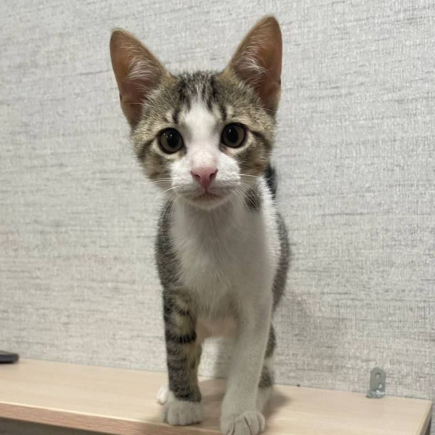 Котята