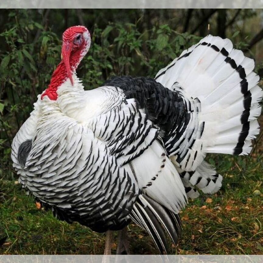 Домашняя птица индюки