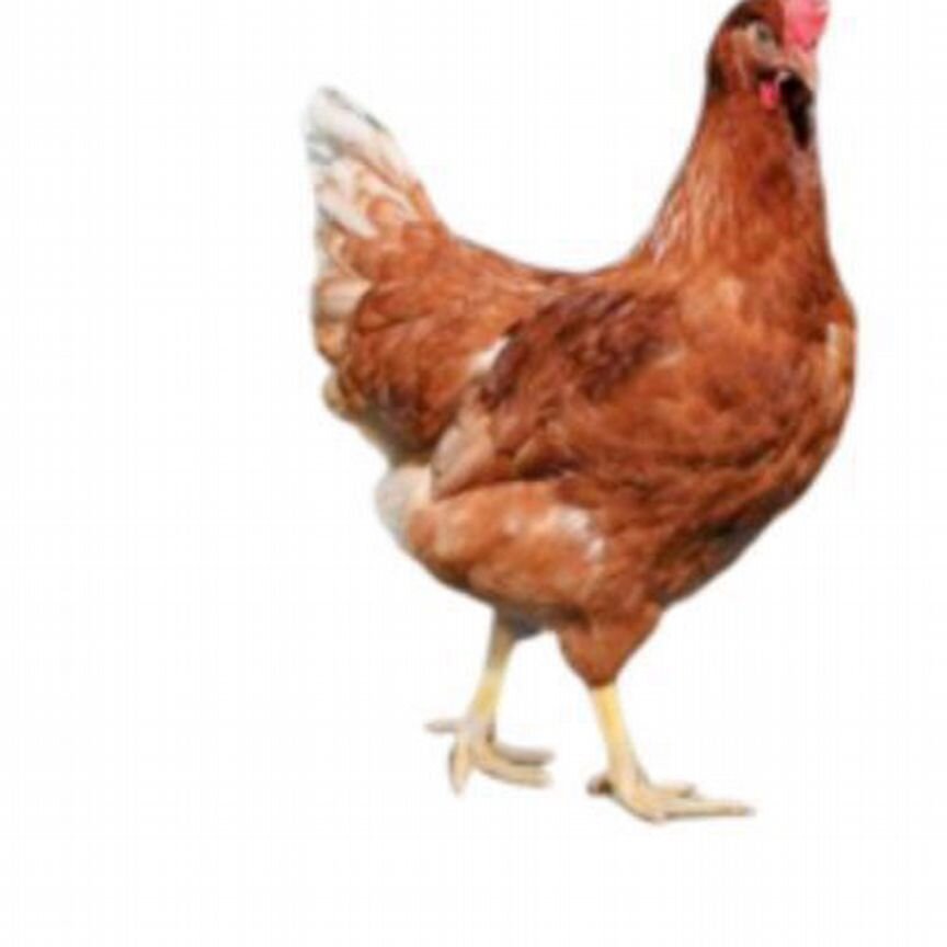 Куры молодки несушки