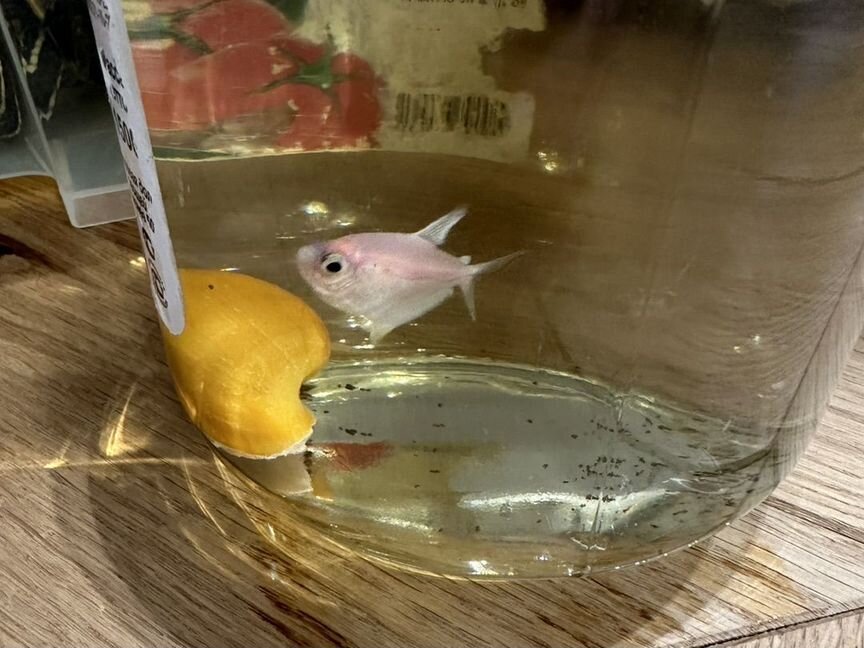 Аквариумные рыбки отдам бесплатно