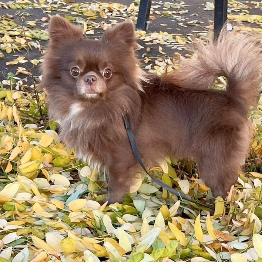 Чихуахуа мальчик вязка