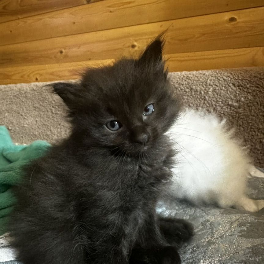 4 котэ (котенка) в хорошие руки