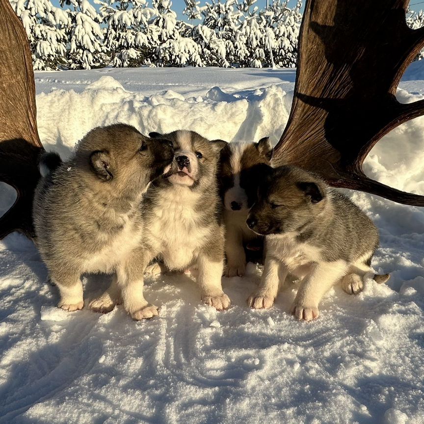 Западносибирская лайка, щенок