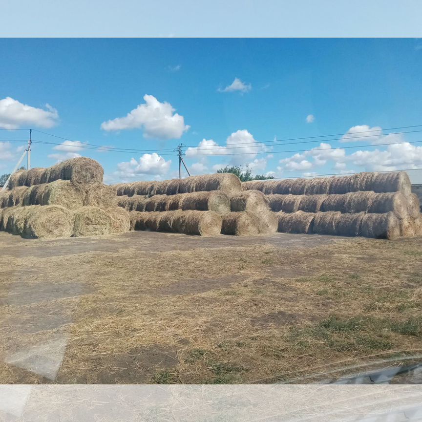 Сено в тюках и рулонах