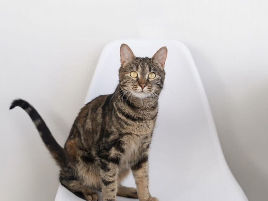 Красавица кошечка Кася 1,5 года ищет дом