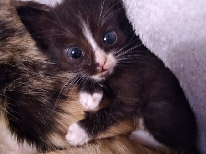 Котенок мальчик