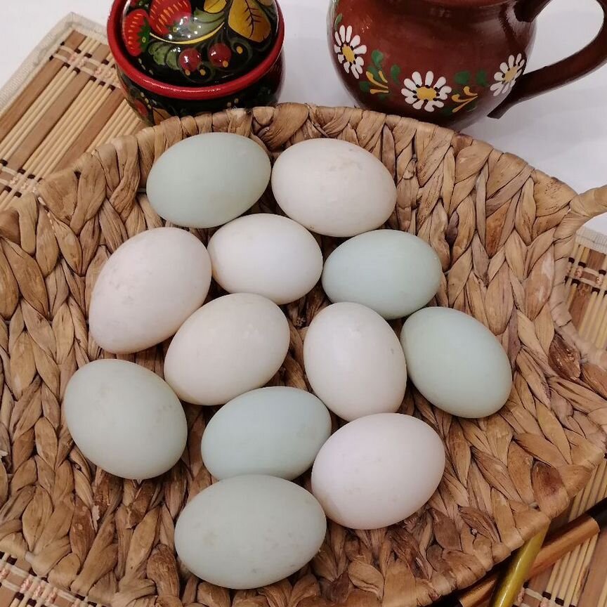 Инкубационное яйцо утиное