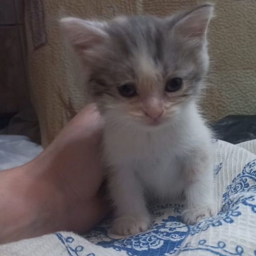 Котенок