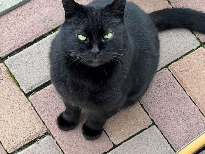 Кот