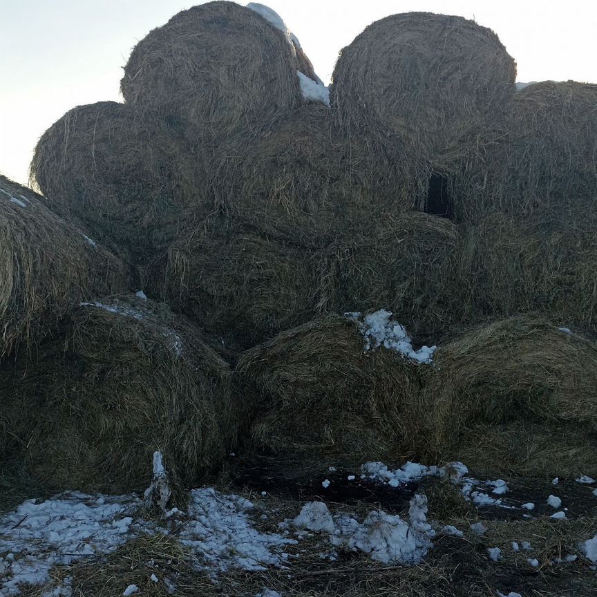 Продам сено в рулонах 500кг