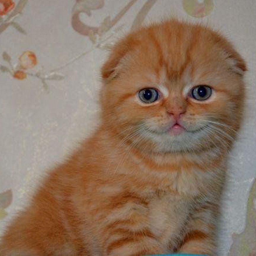 Шотландский вислоухий котик
