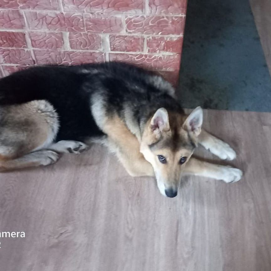 Отдам в хорошие руки собаку