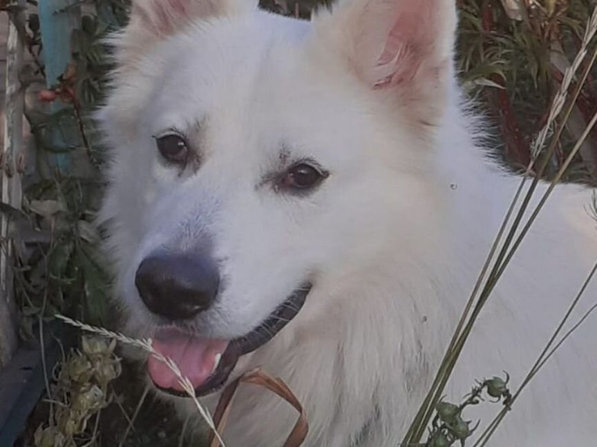 Кобель для вязки бшо