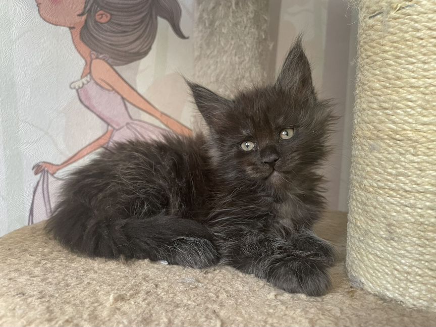 Котенок черный дым