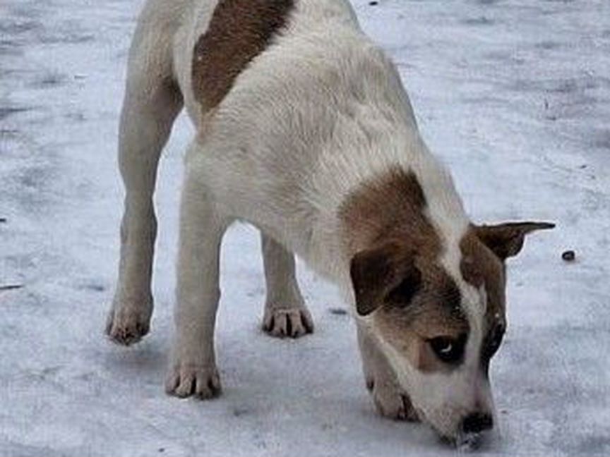 Ванесса в добрые руки