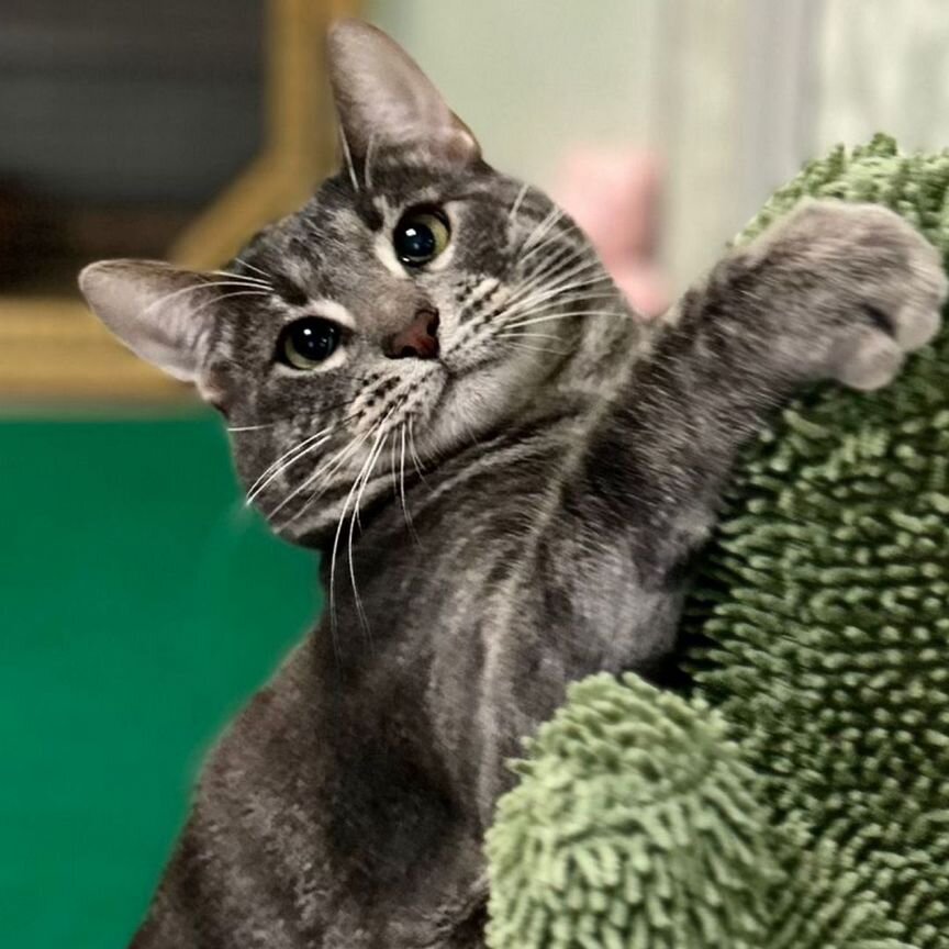 Грэй в добрые руки