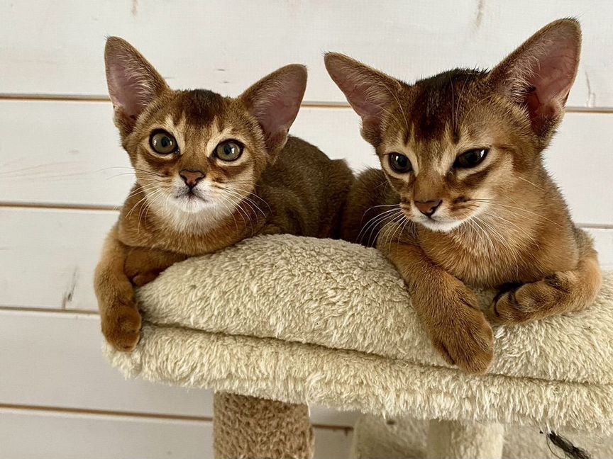 Абиссинские клубные котята