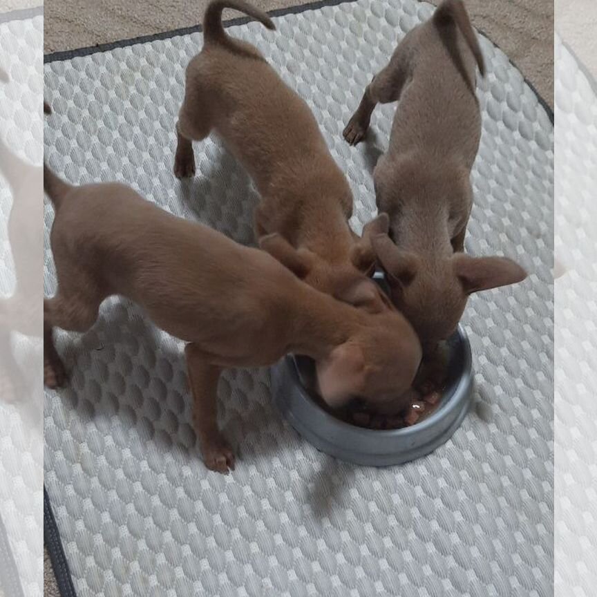 Русский той-терьер, щенок