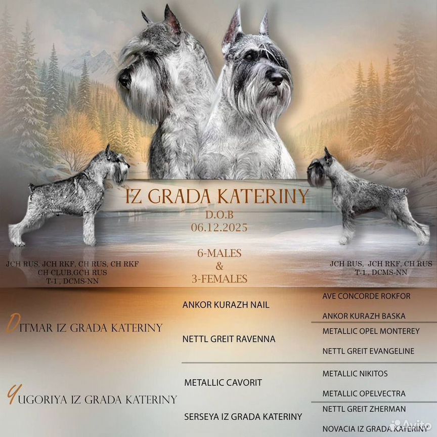 Миттельшнауцер, щенок