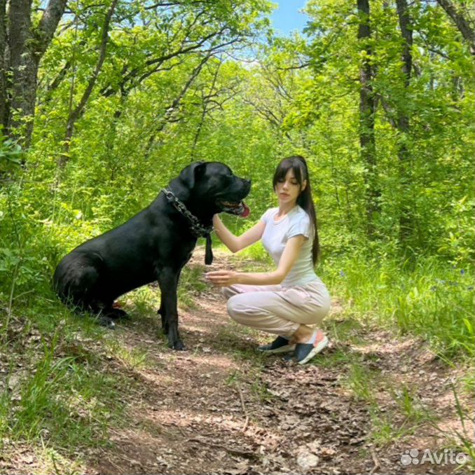 Вязка Кане Корсо