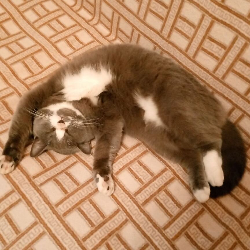 Подарю кошечку