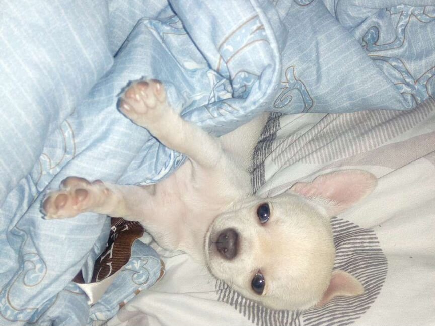 Милаш чихуахуа мини