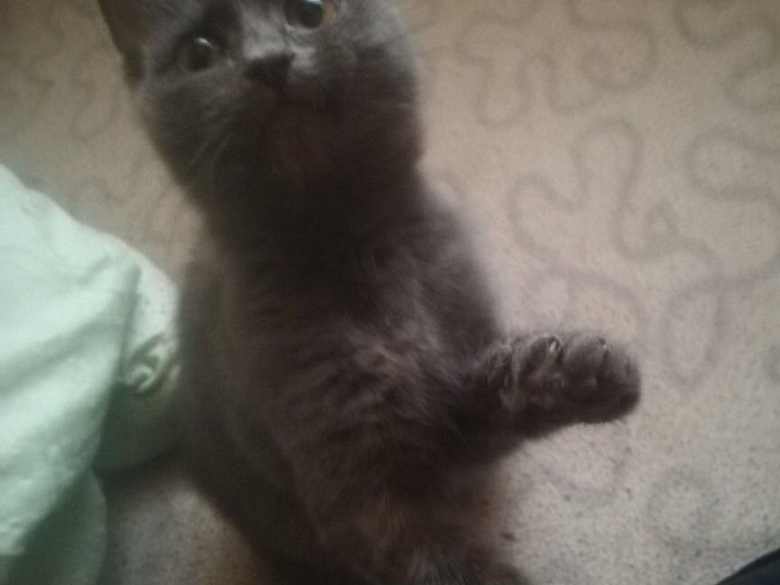 Русская голубая