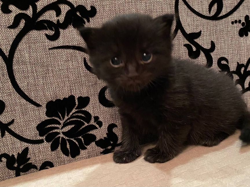 Сибирские котята